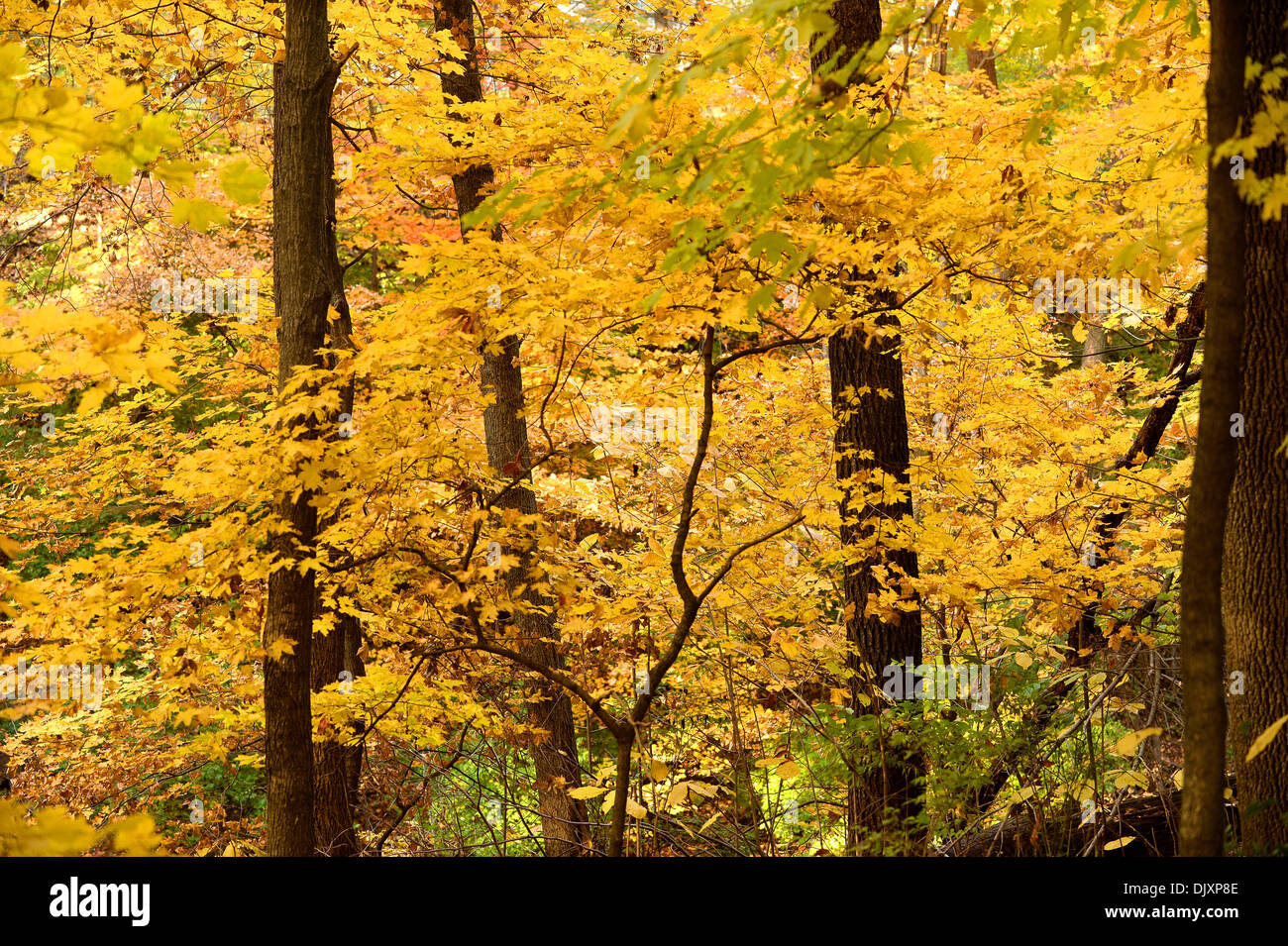 Late fall trees hi-res stock photography and images - Alamy