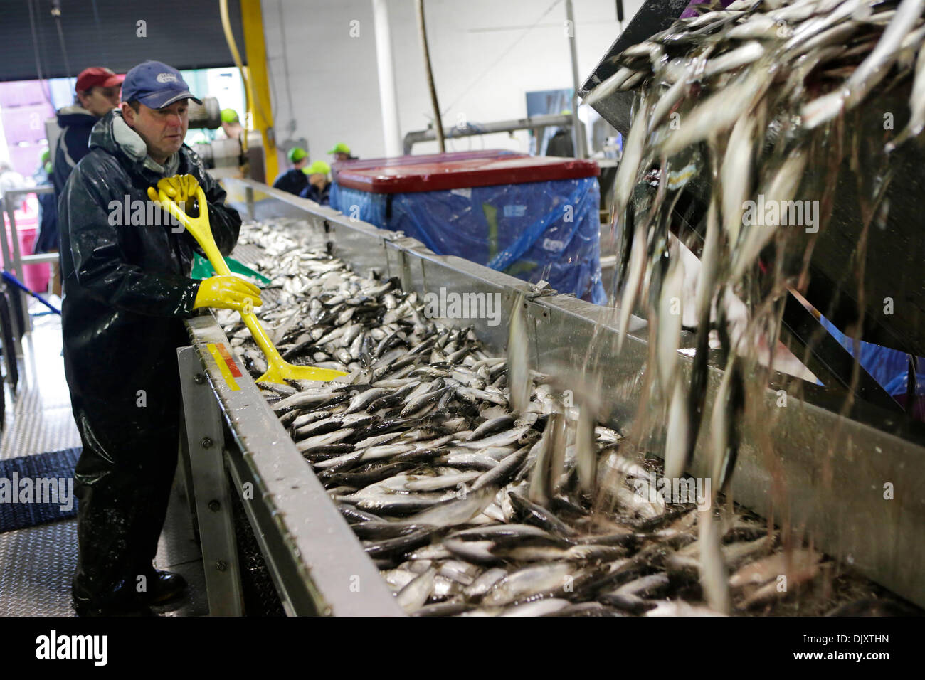 Fish tonnes hi-res stock photography and images - Alamy