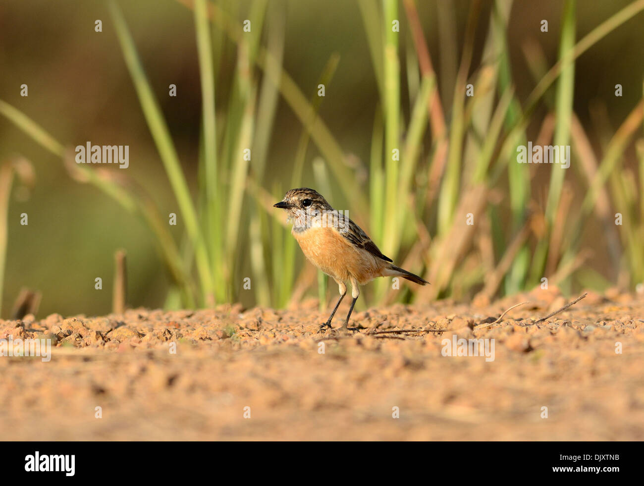 beautiful female Eastern Stonechat (Saxicola stejnegeri) standing on ...