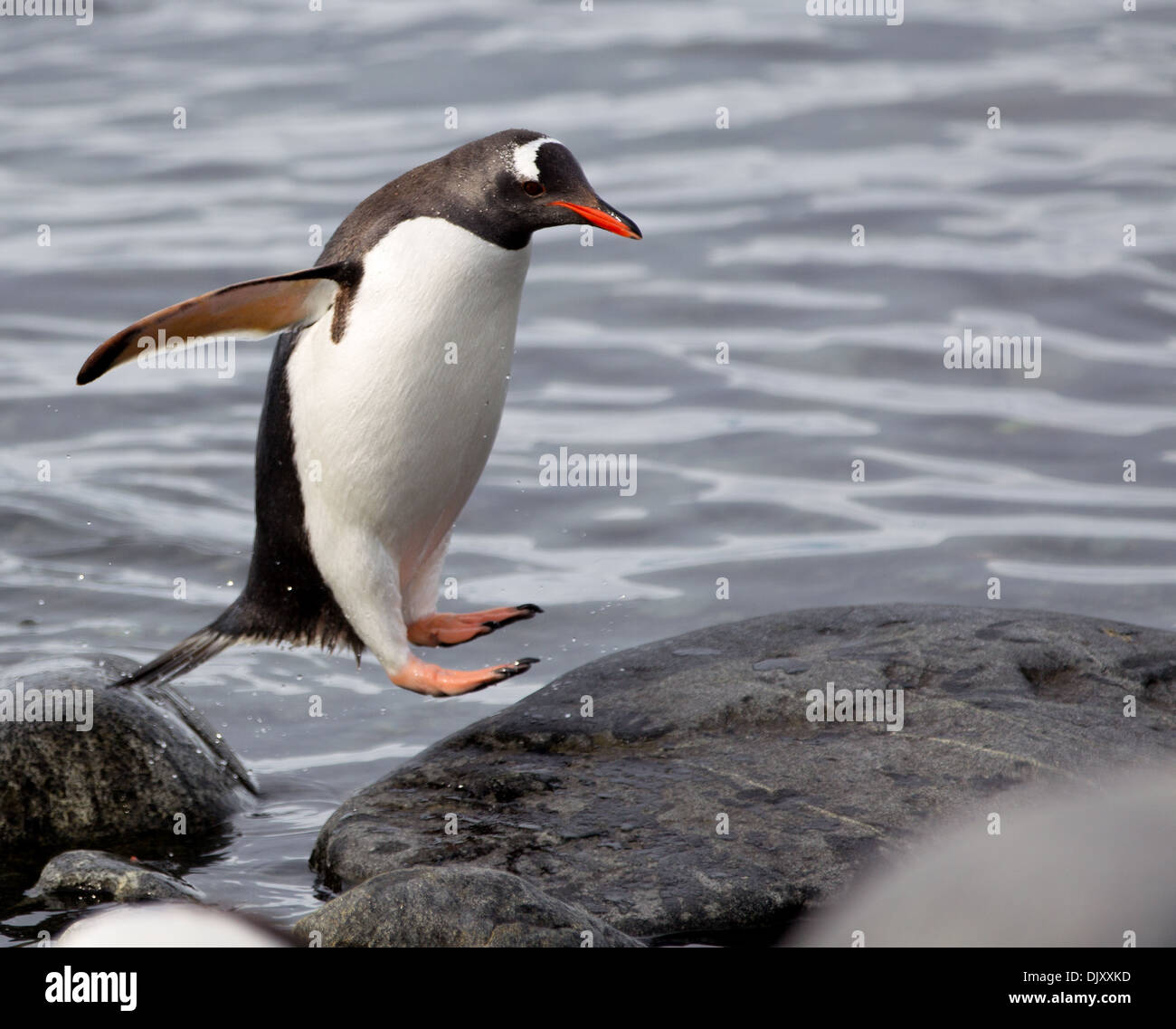 Hopping along hi-res stock photography and images - Alamy