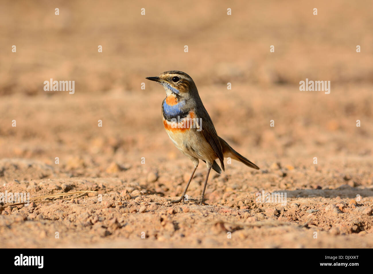 beautiful male Bluethroat (Luscinia svecica) standing on ground Stock ...
