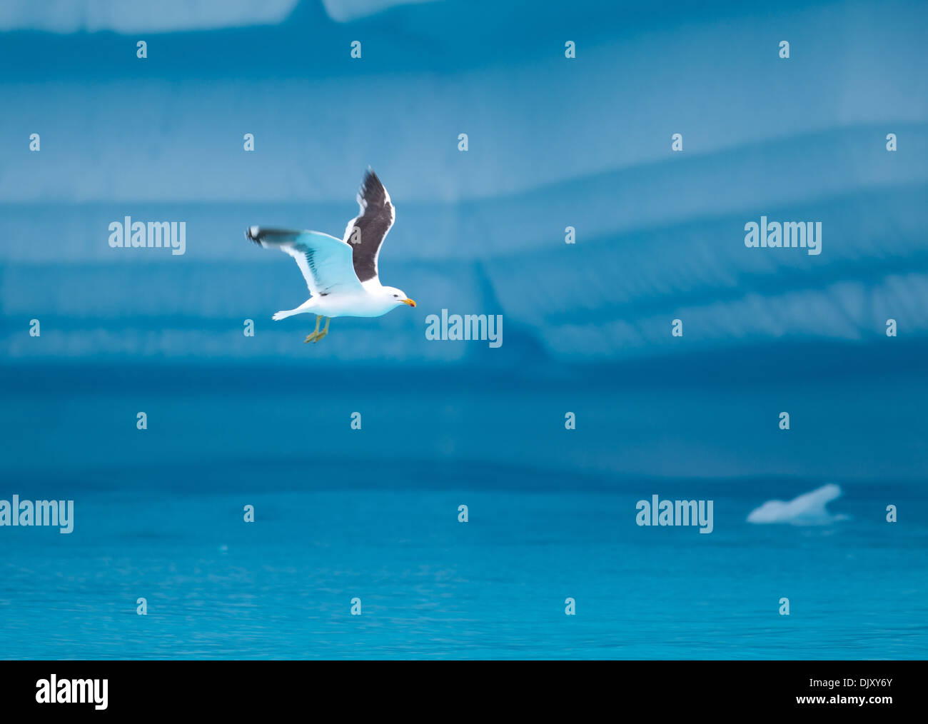 Birds and icebergs hi-res stock photography and images - Alamy