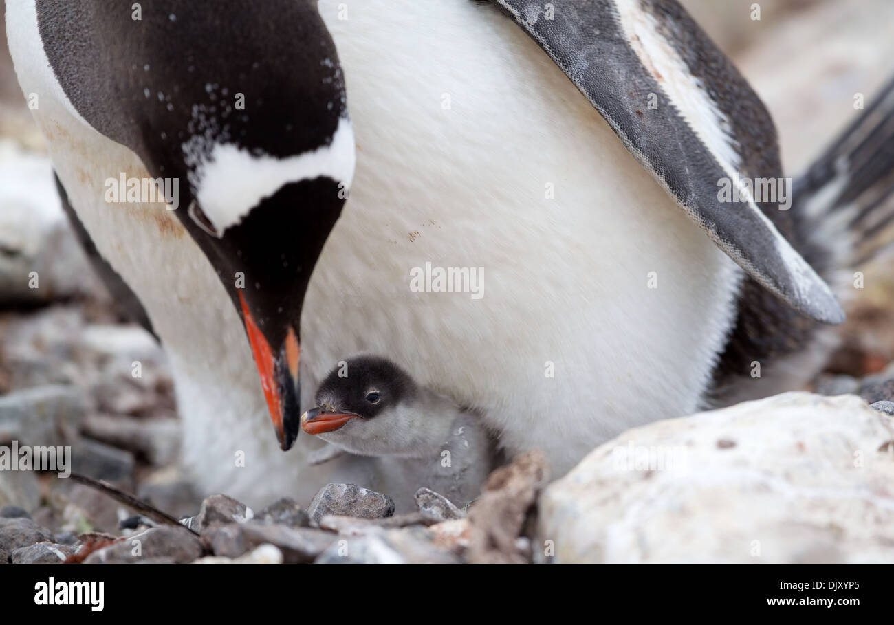 Gentoo Penguin feeding baby penguin chick Stock Photo - Alamy