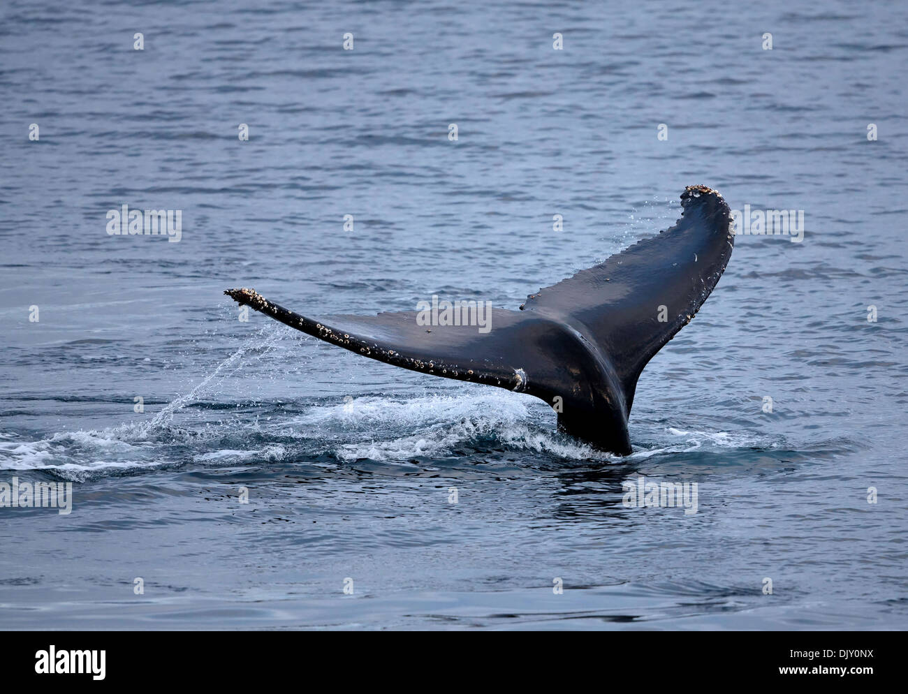 Humpback Whale Fluke Stock Photo - Alamy