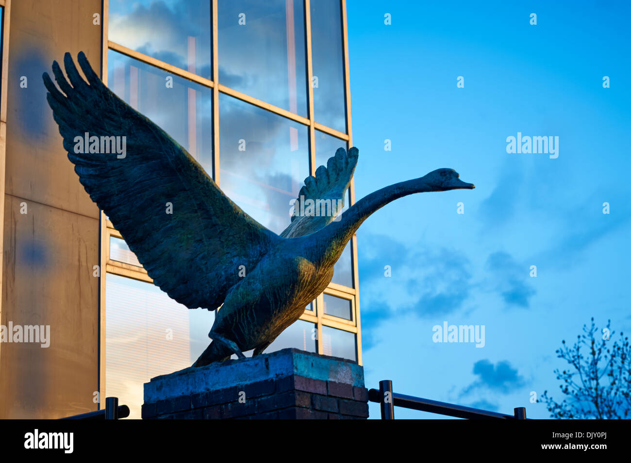 Bronze swan hi-res stock photography and images - Alamy