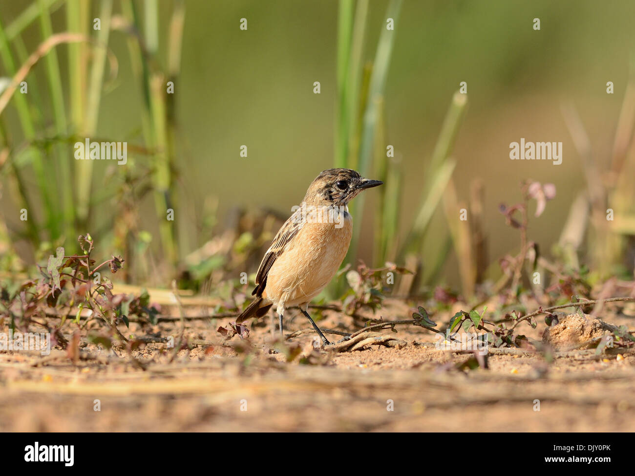 beautiful female Eastern Stonechat (Saxicola stejnegeri) standing on ...