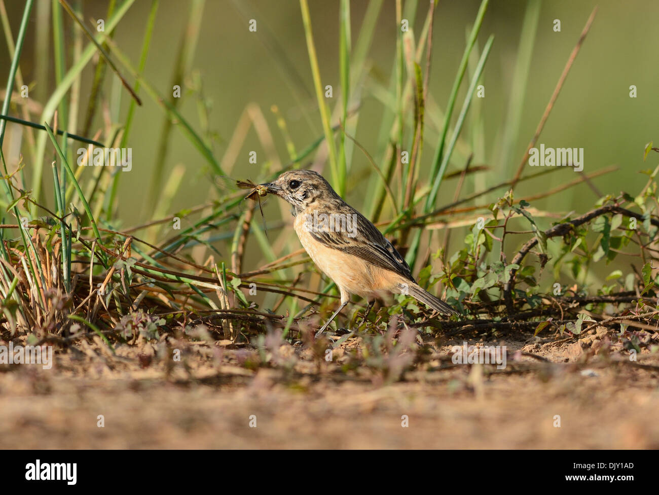beautiful female Eastern Stonechat (Saxicola stejnegeri) standing on ...