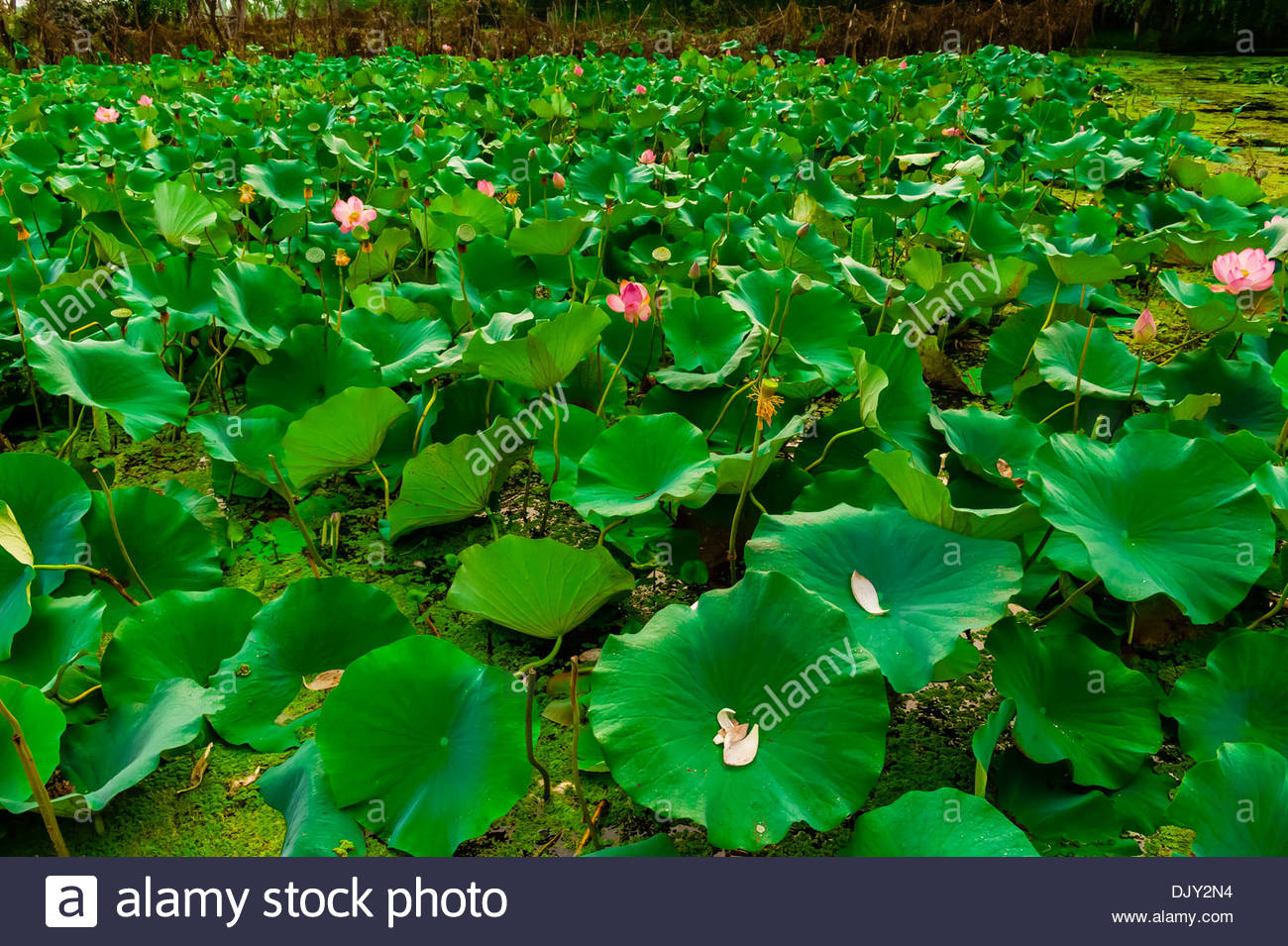 Dal Lake Kashmir India Flowers Stock Photos & Dal Lake Kashmir India ...