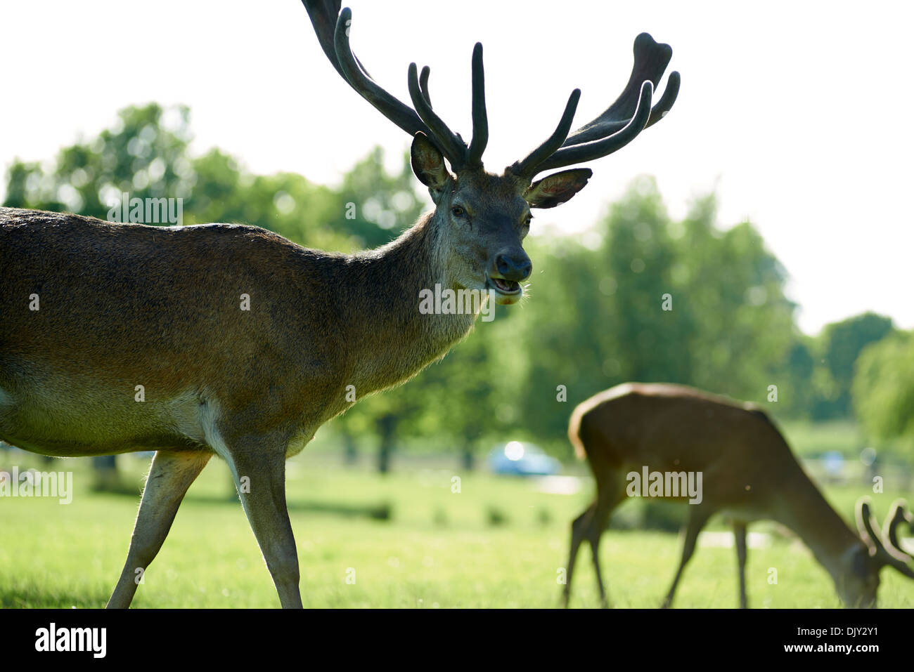 young stag looking at camera Stock Photo - Alamy