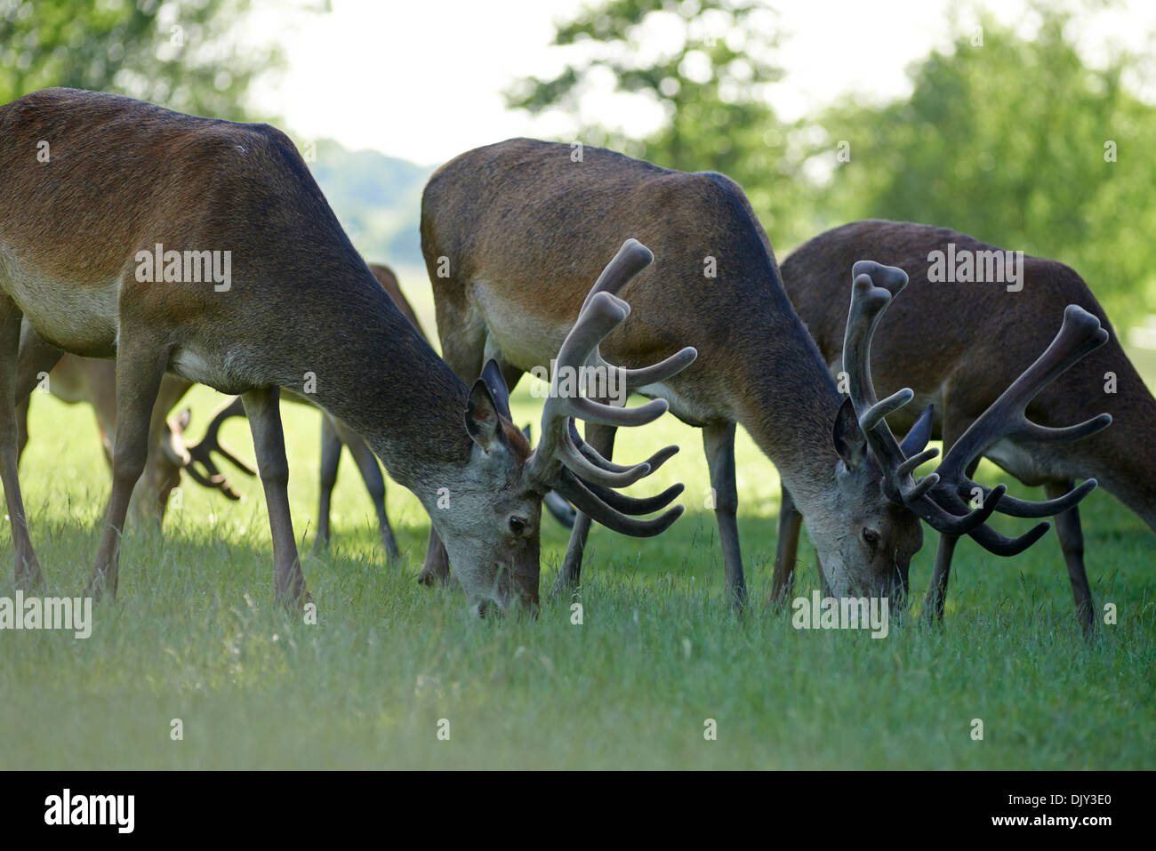 Flock of red stags hi-res stock photography and images - Alamy
