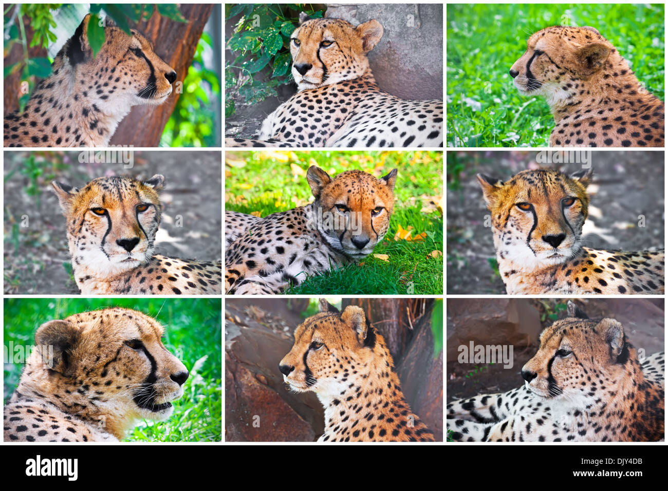 Wild african cheetah beautiful mammal hi-res stock photography and ...