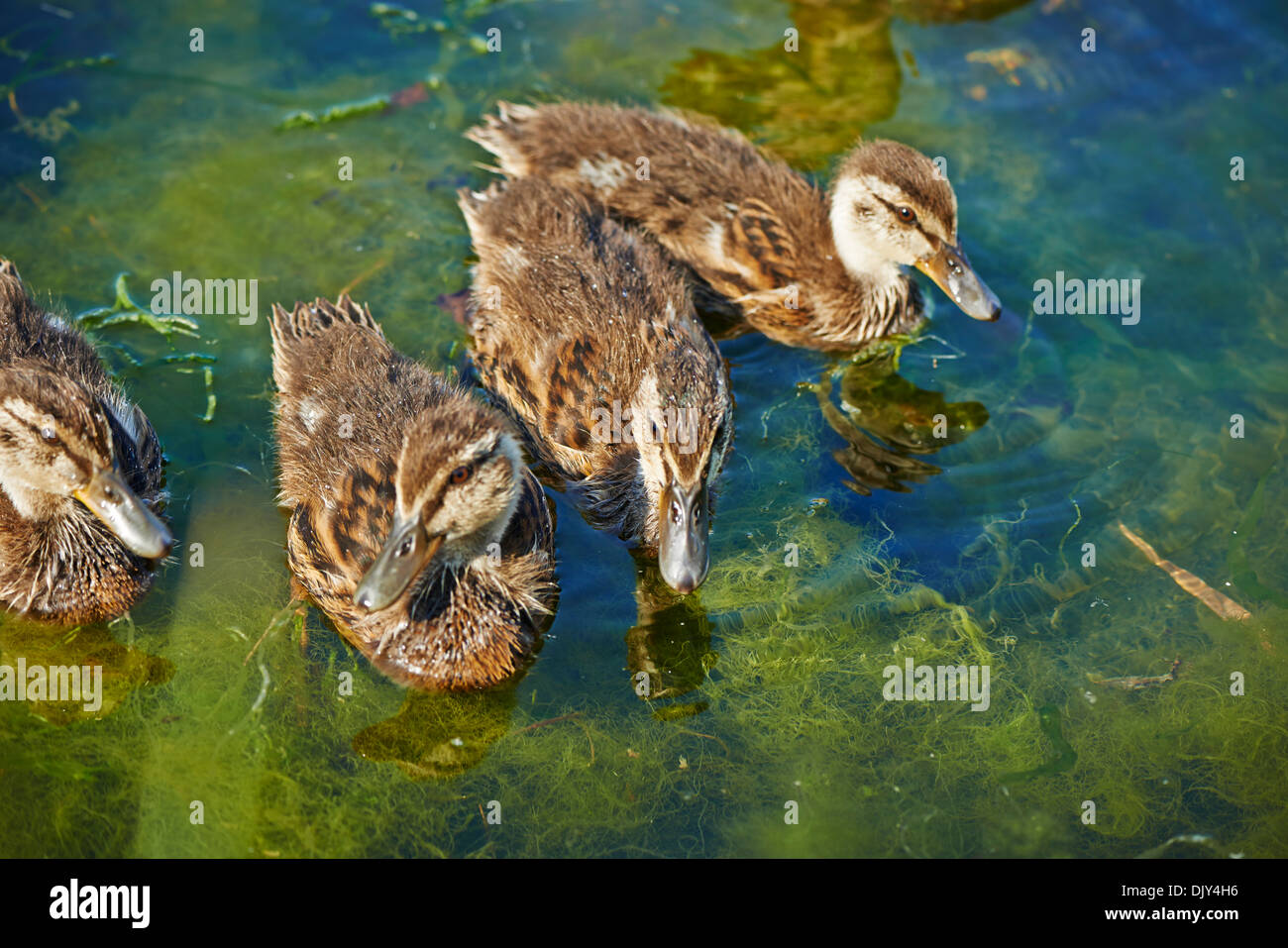 4 ducklings feeding Stock Photo - Alamy