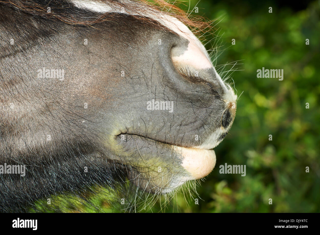 Horses lip hi-res stock photography and images - Alamy
