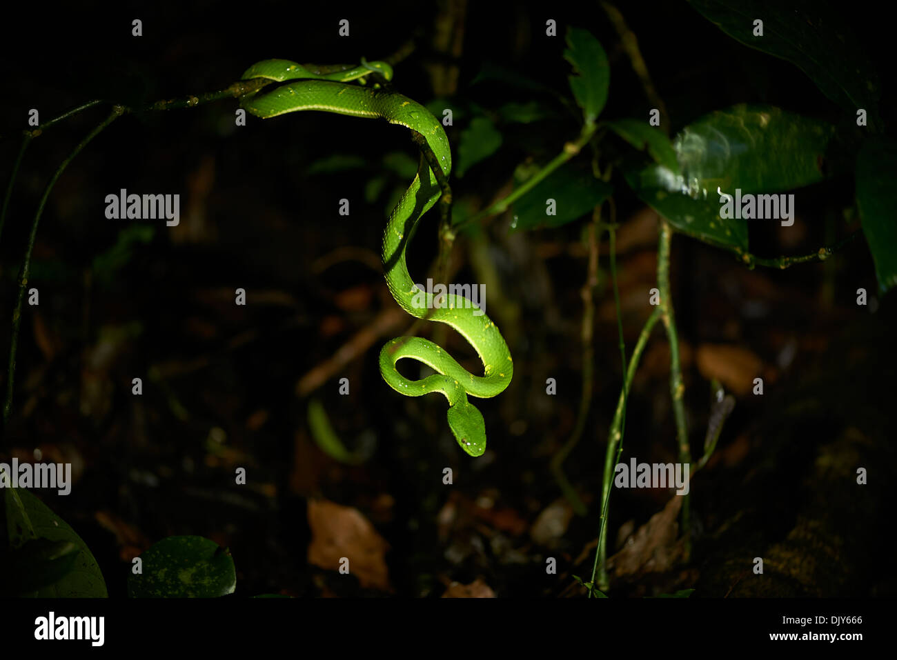 Green hunting costa rica hi-res stock photography and images - Alamy