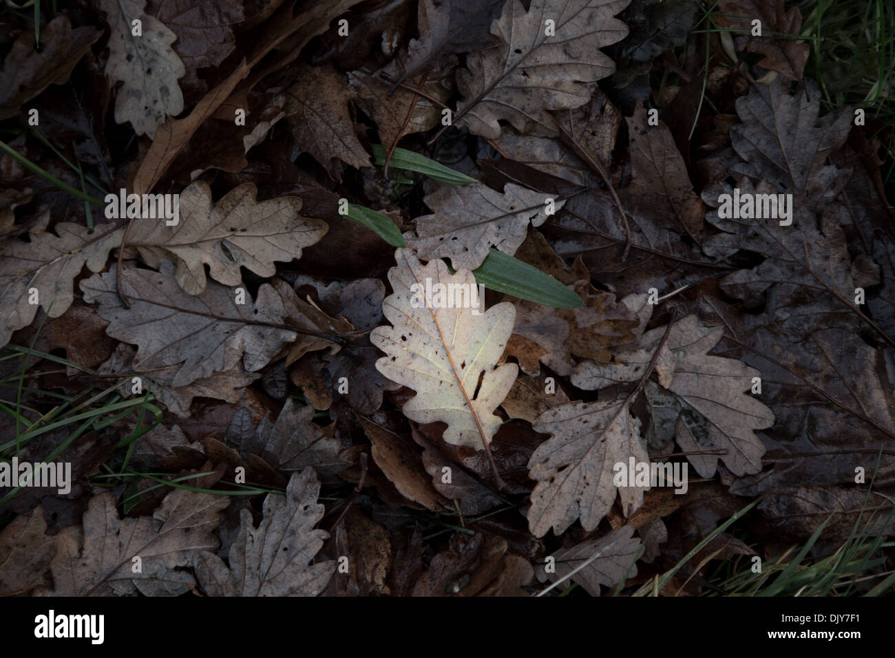 Fallen brown oak leaves with one standing out from the crowd of darker ...