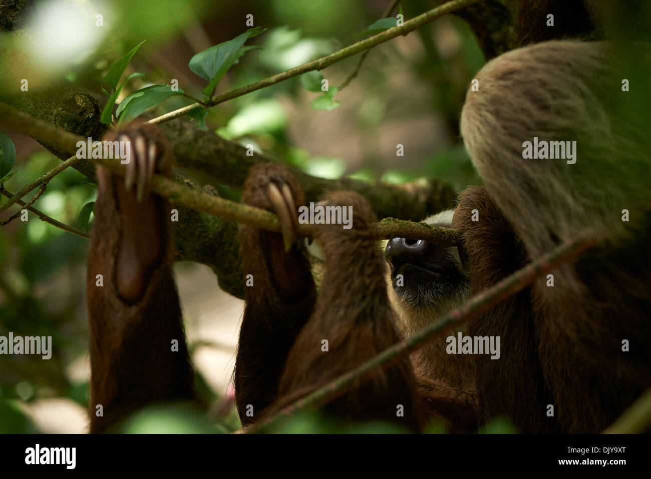 Hoffman two toed sloth hi-res stock photography and images - Alamy