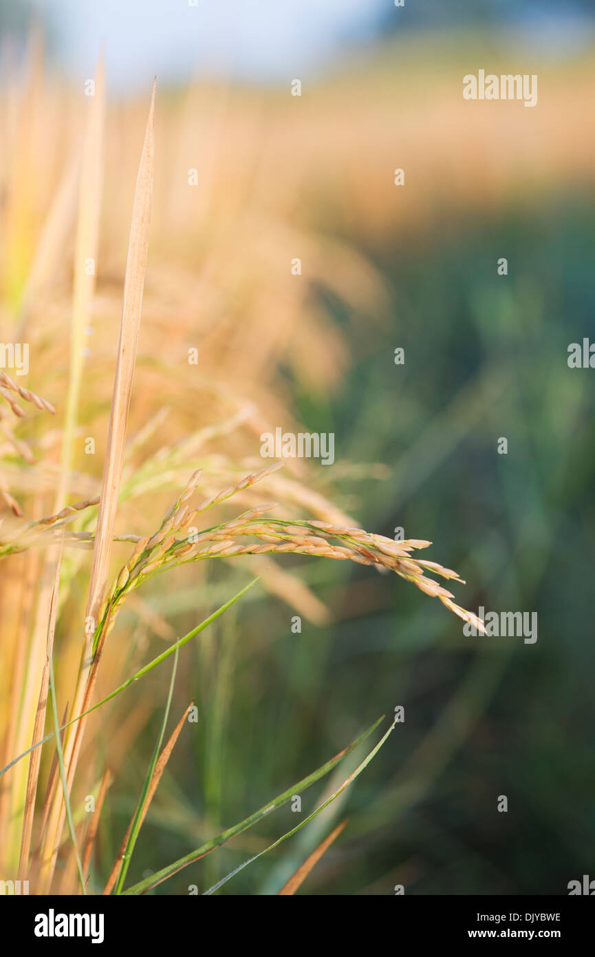 Ripe rice plants in India ready for harvesting. Andhra Pradesh, India ...