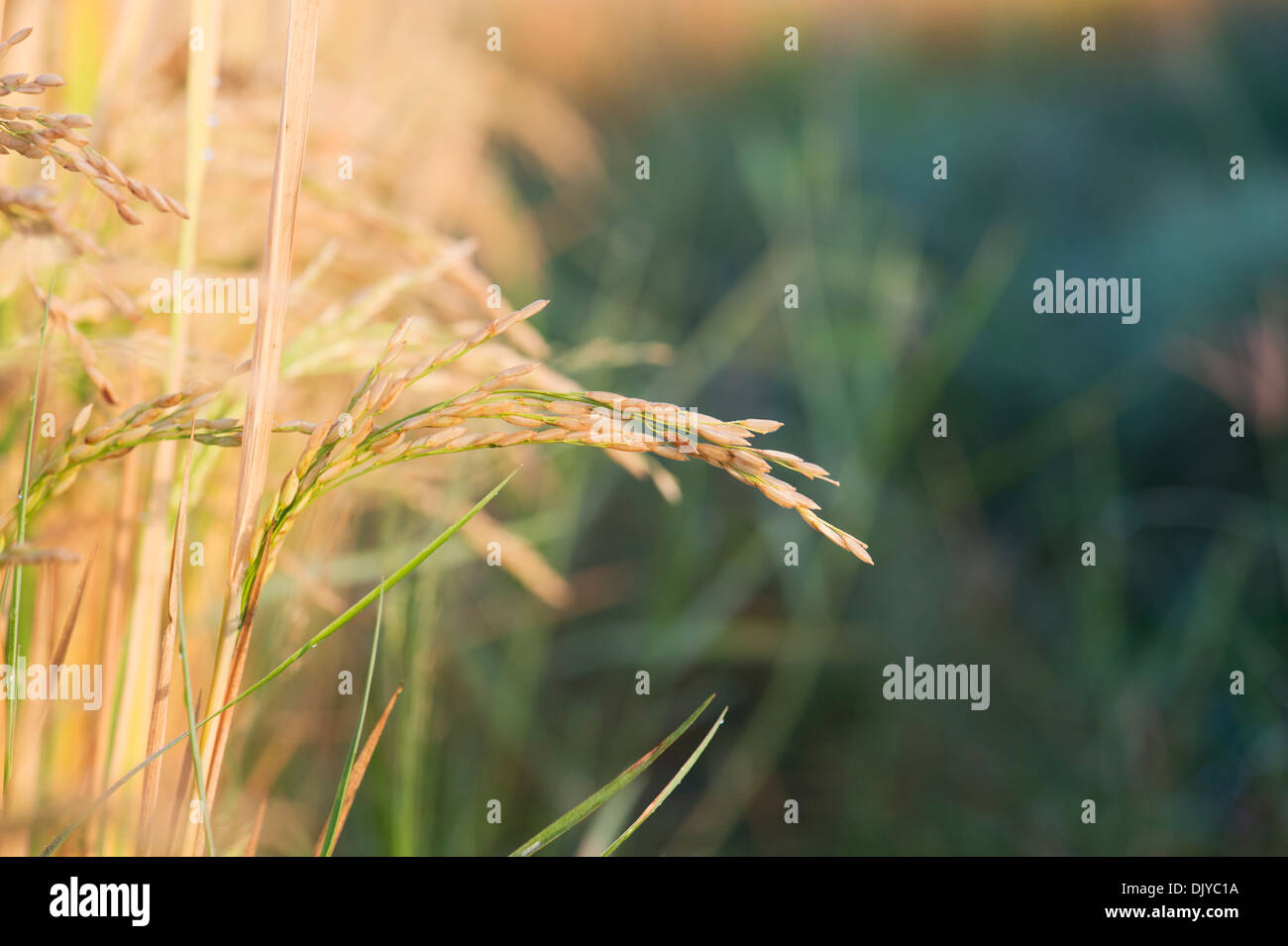 Ripe rice plants in India ready for harvesting. Andhra Pradesh, India ...