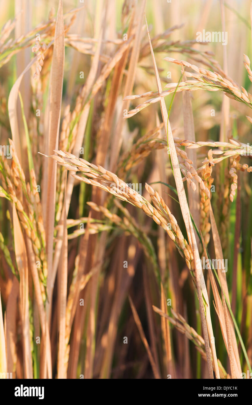 Ripe rice plants in India ready for harvesting. Andhra Pradesh, India ...