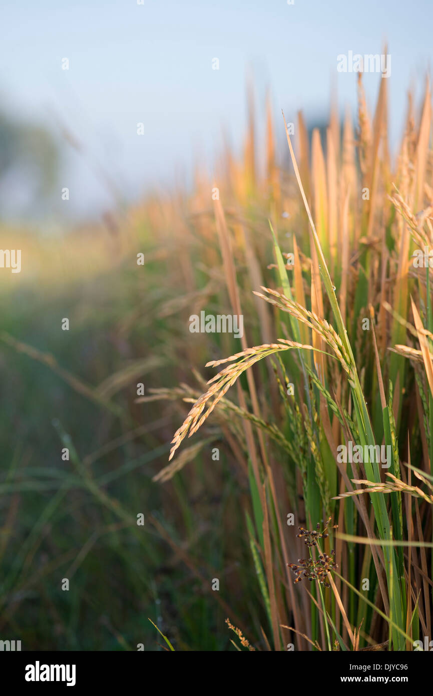 Ripe rice plants in India ready for harvesting. Andhra Pradesh, India ...