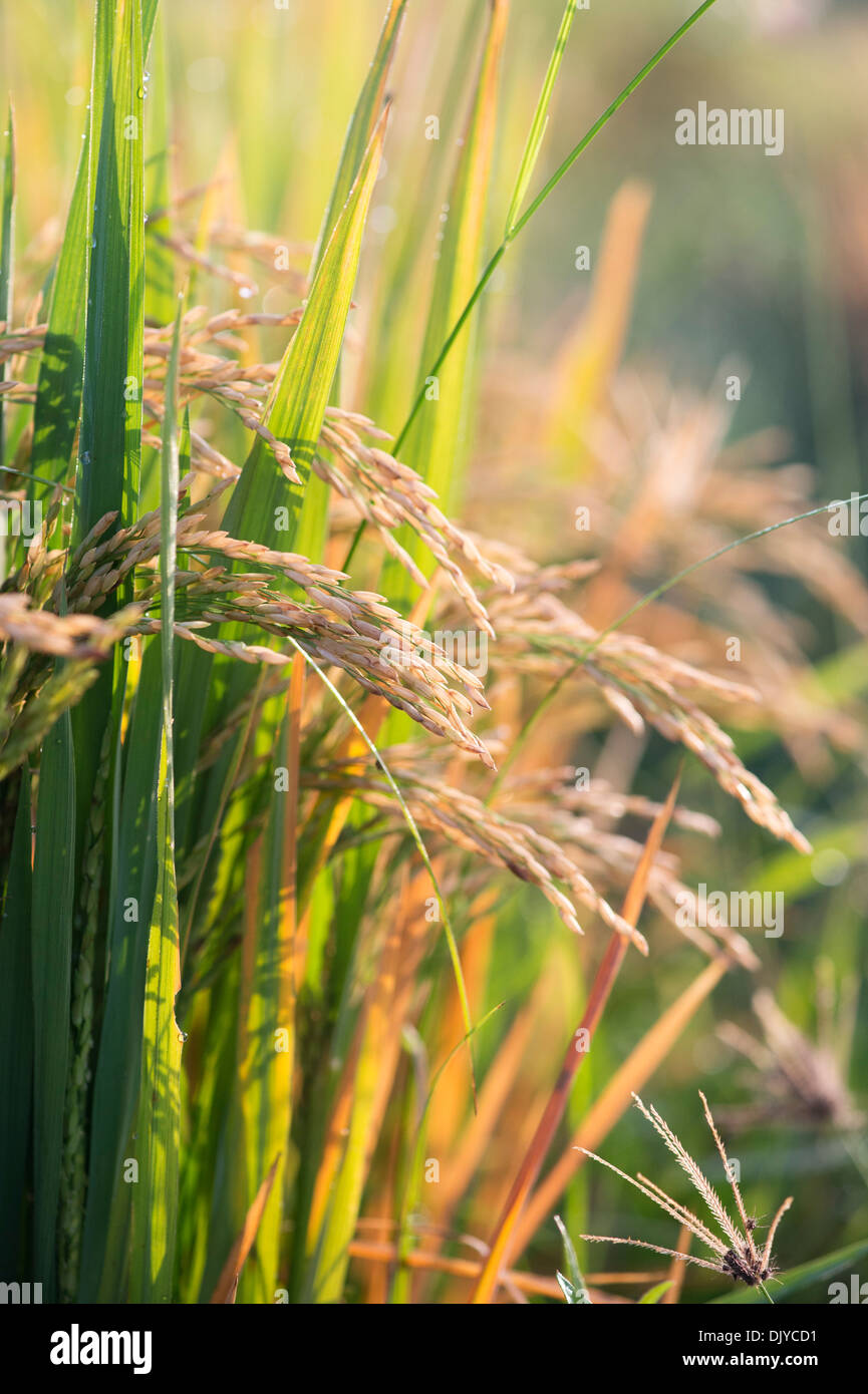 Ripe rice plants in India ready for harvesting. Andhra Pradesh, India ...