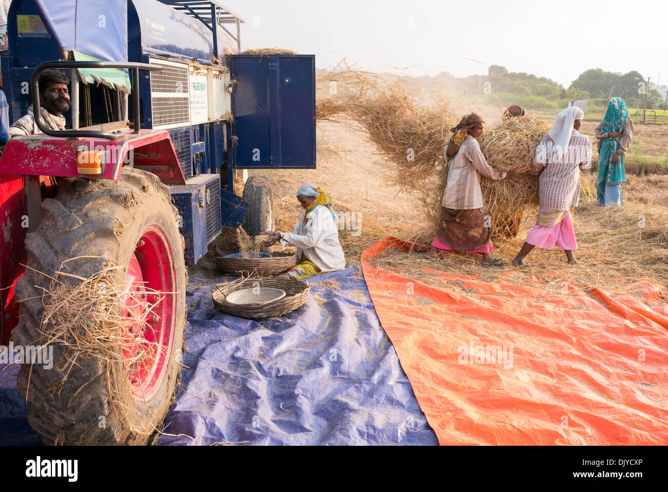 Indian farm workers harvesting the rice crop. Andhra Pradesh, India ...