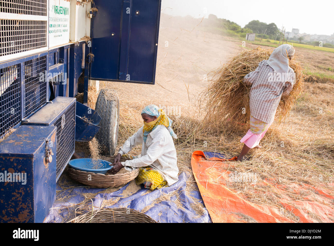 Indian farm workers harvesting the rice crop. Andhra Pradesh, India ...