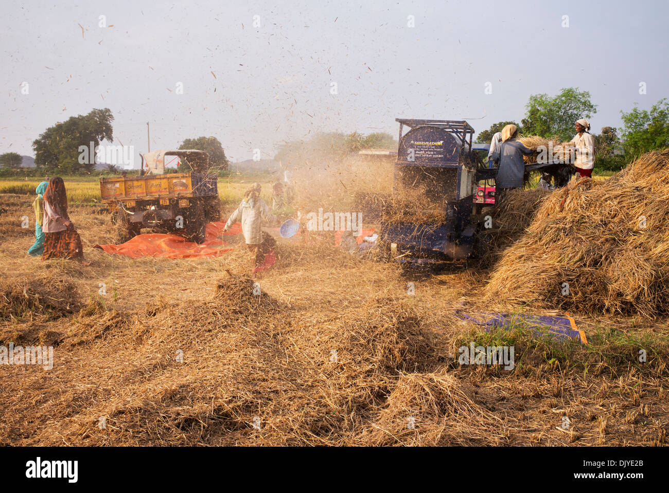 Indian farm workers harvesting the rice crop. Andhra Pradesh, India ...
