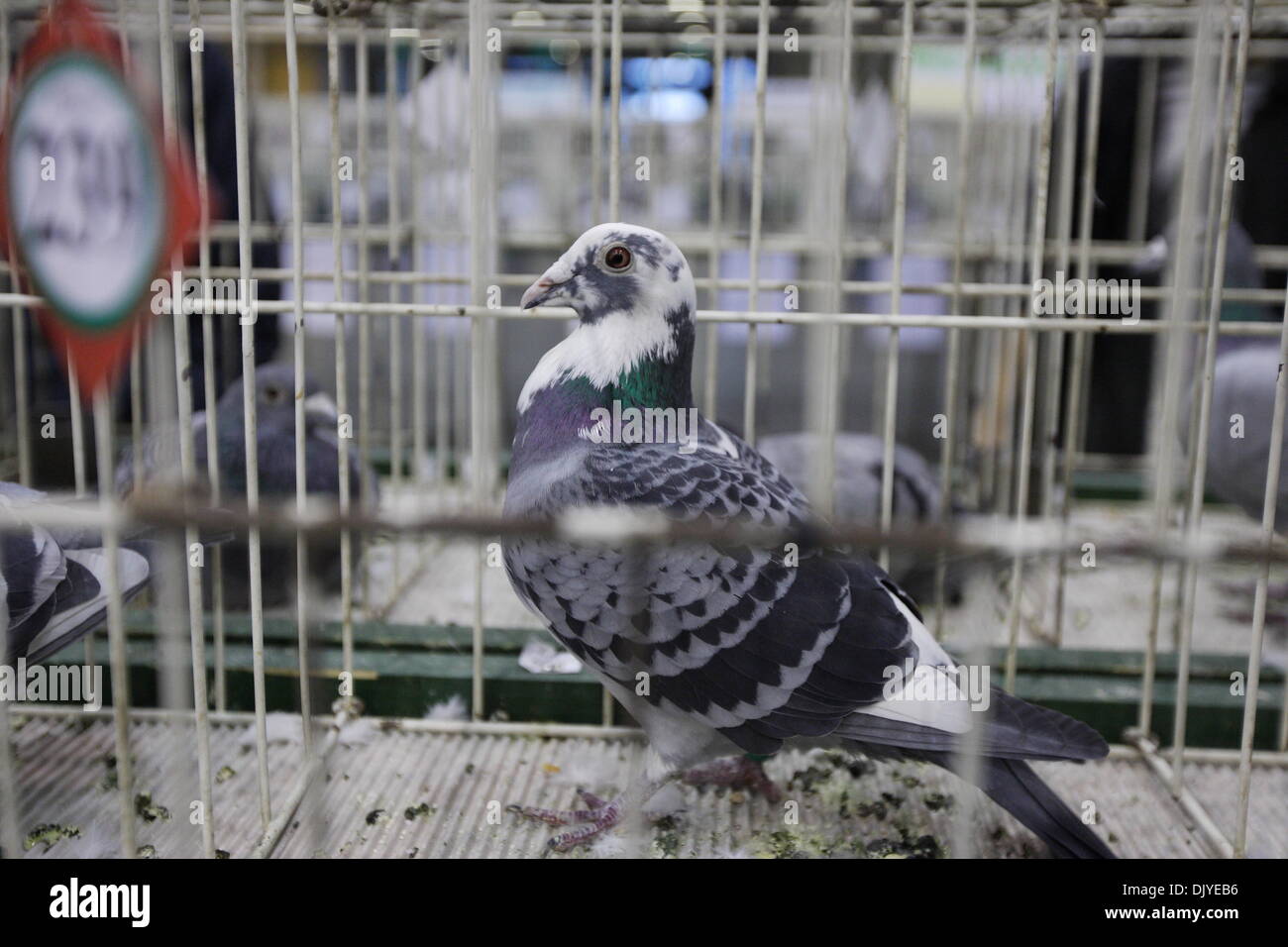 Pigeon post hi-res stock photography and images - Alamy