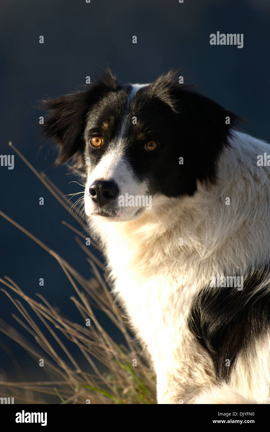 Border collie meadow head hi-res stock photography and images - Alamy