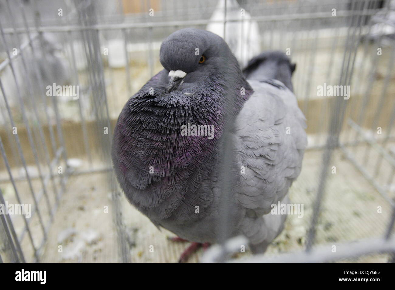 Golab pocztowy hi-res stock photography and images - Alamy
