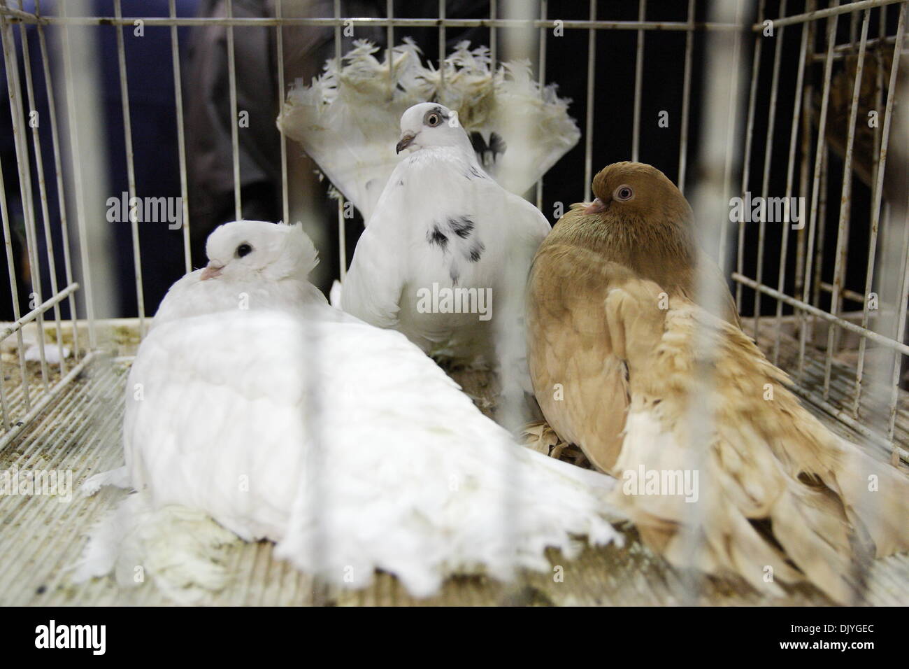 Gdansk, Poland. 1st Dec 2013. 8th International Fair of Pigeon Post and ...