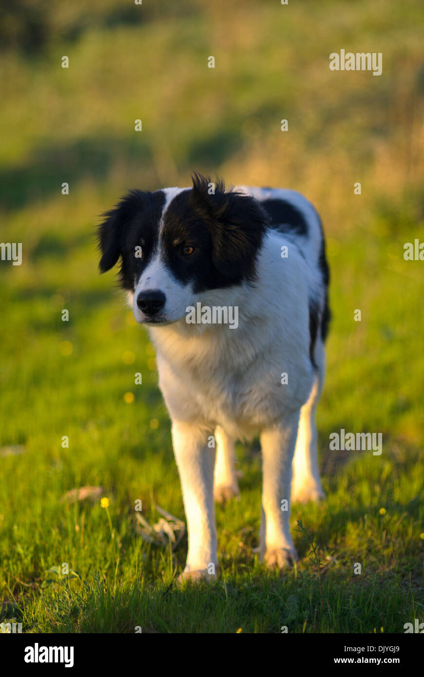 Border Collie standing in meadow Stock Photo - Alamy