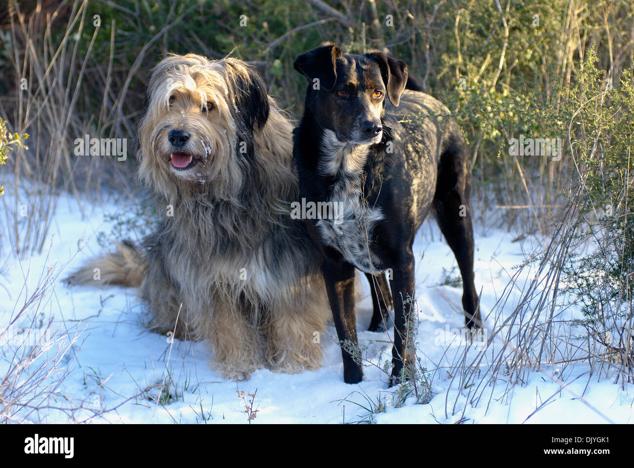 Dogs in photos hi-res stock photography and images - Alamy
