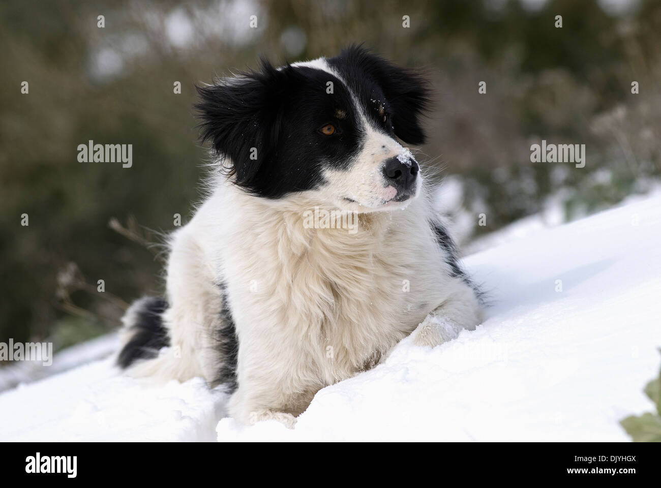 Young Border Collie lying in snow Stock Photo - Alamy
