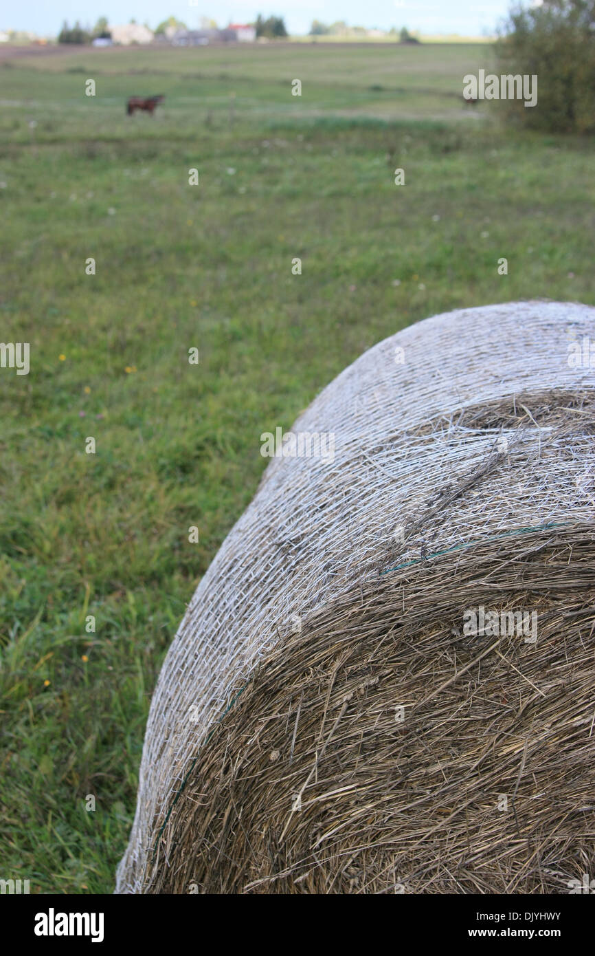 Detail of hay roll in the meadow Stock Photo - Alamy