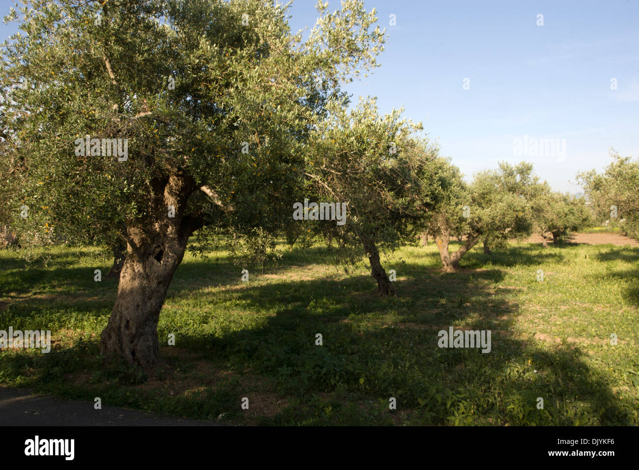 Olive grove tree hi-res stock photography and images - Alamy