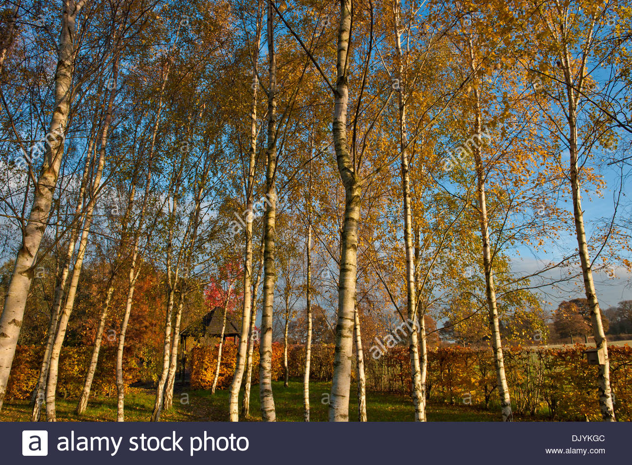 European White Birch Betula Pendula Stock Photos & European White Birch ...