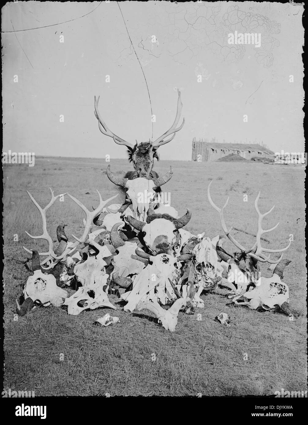 Elk bone Black and White Stock Photos & Images - Alamy