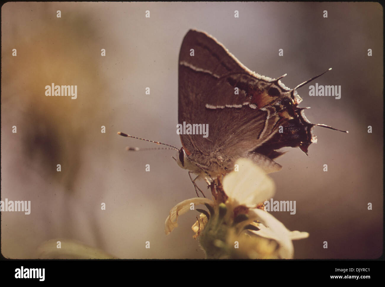Insects in arrangement hi-res stock photography and images - Alamy