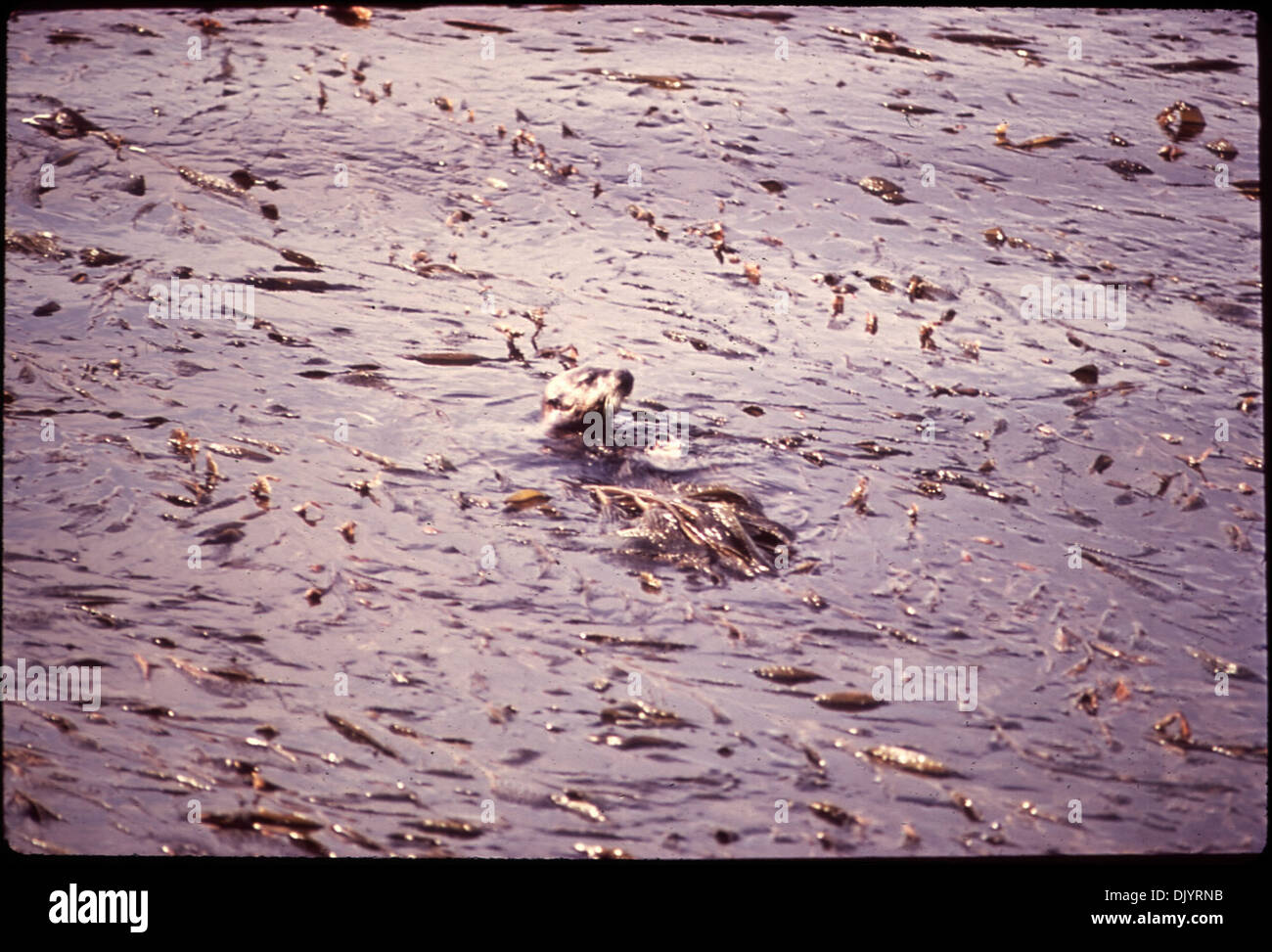 Monterey Bay, located along the central coast of California, is ...