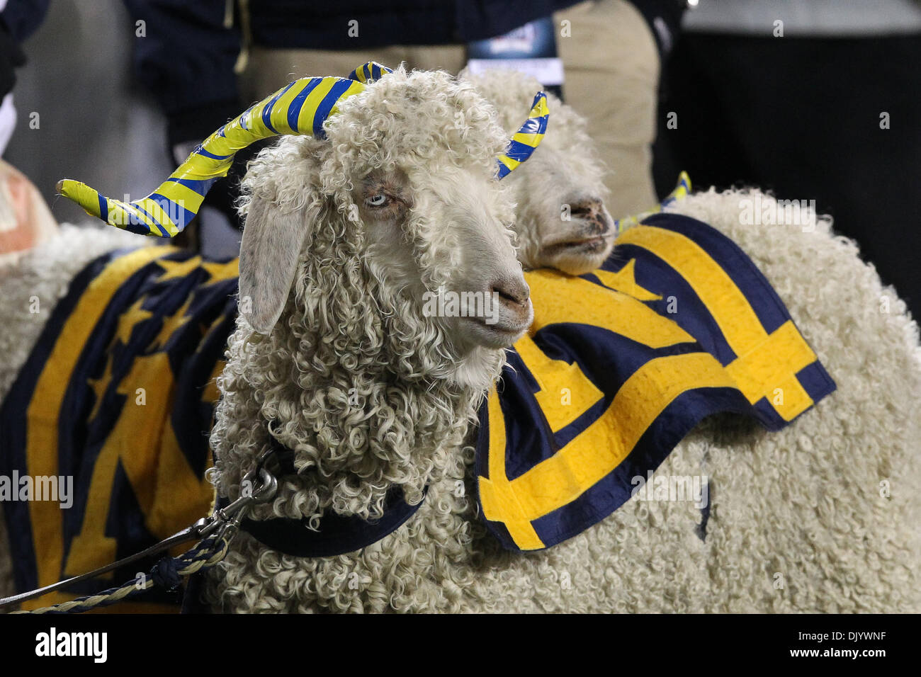 Naval academy goat mascot hi-res stock photography and images - Alamy