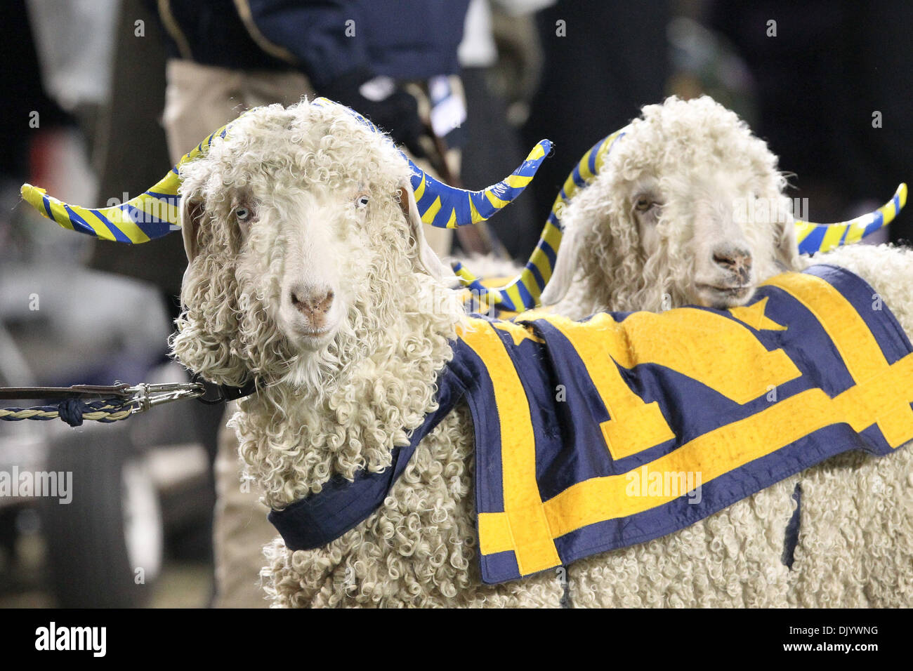 Naval academy goat mascot hi-res stock photography and images - Alamy