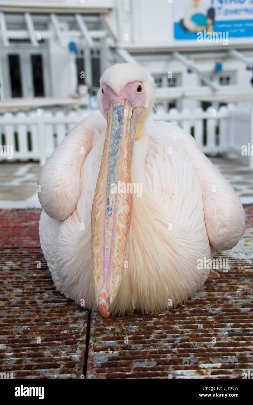 Peter the pelican hi-res stock photography and images - Alamy
