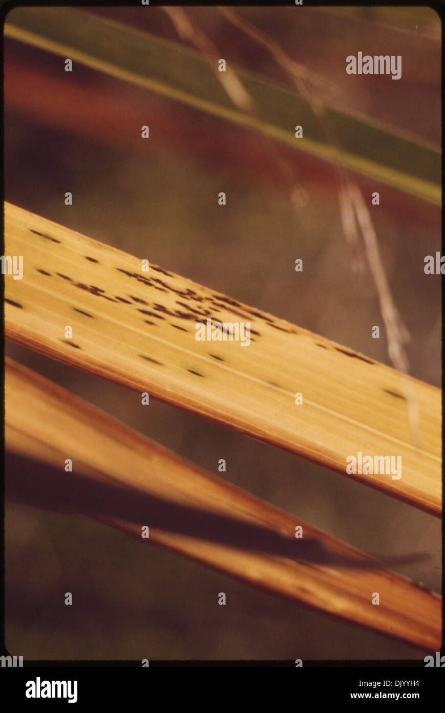 CLOSEUP OF INDIAN GRASS IN THE FALL. IT IS A MAJOR NATIVE TALL GRASS IN ...