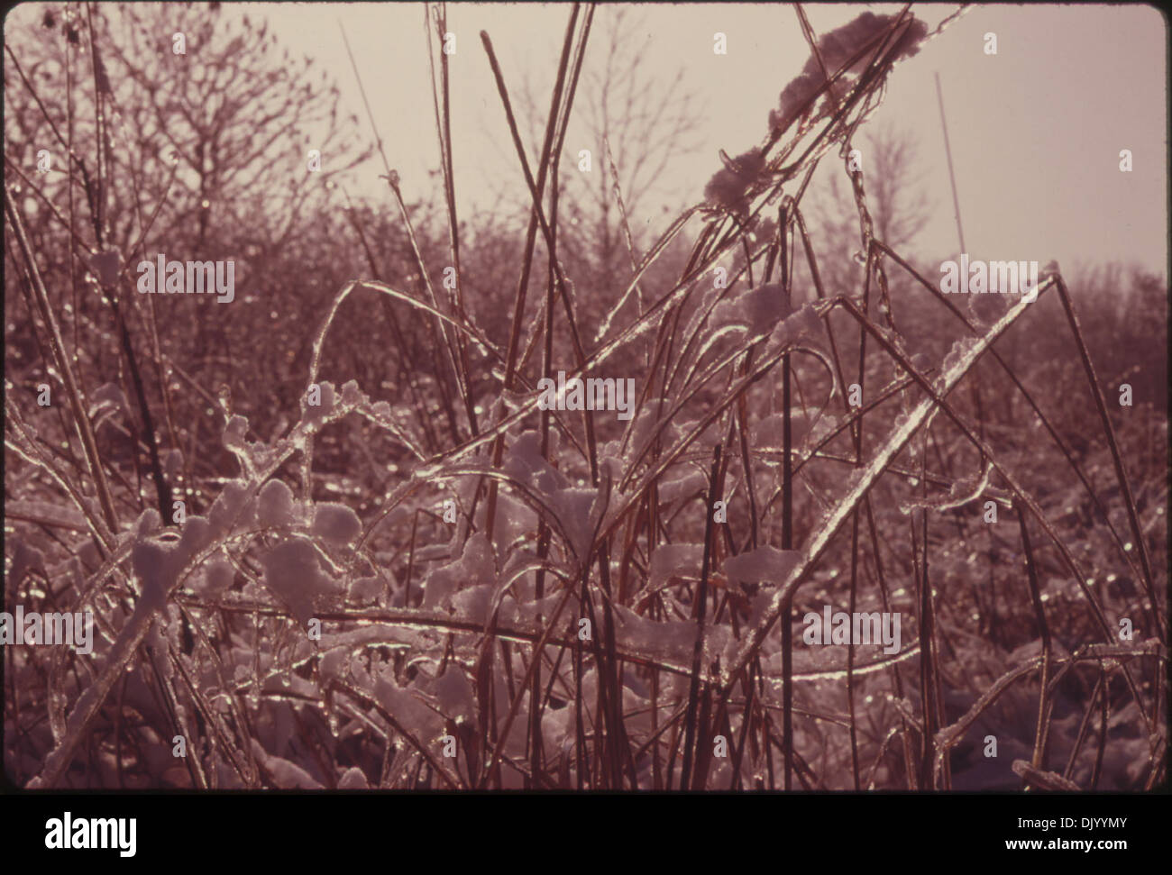 This closeup image shows Big Bluestem grass, covered with winter ice ...