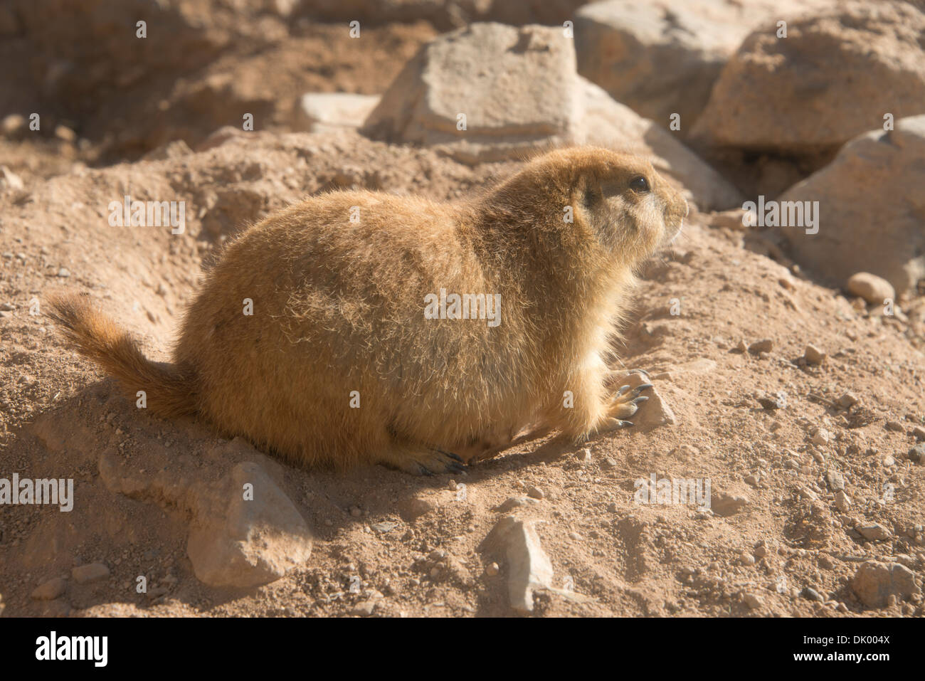 Black tailed prairie dog arizona desert hi-res stock photography and ...