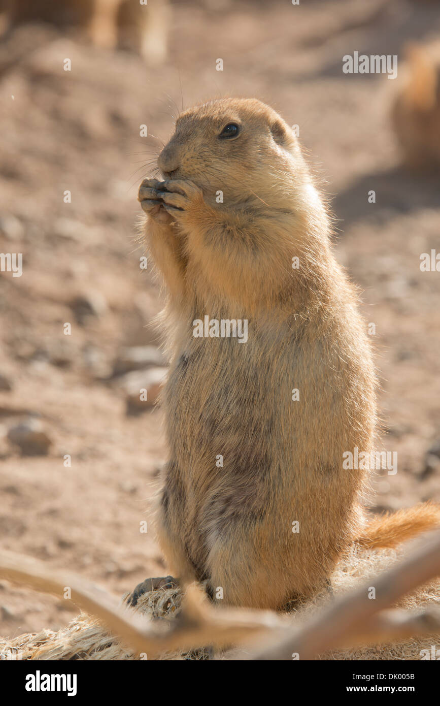 Arizona, Tucson, Saguaro National Park, Sonora Desert Museum. Black ...