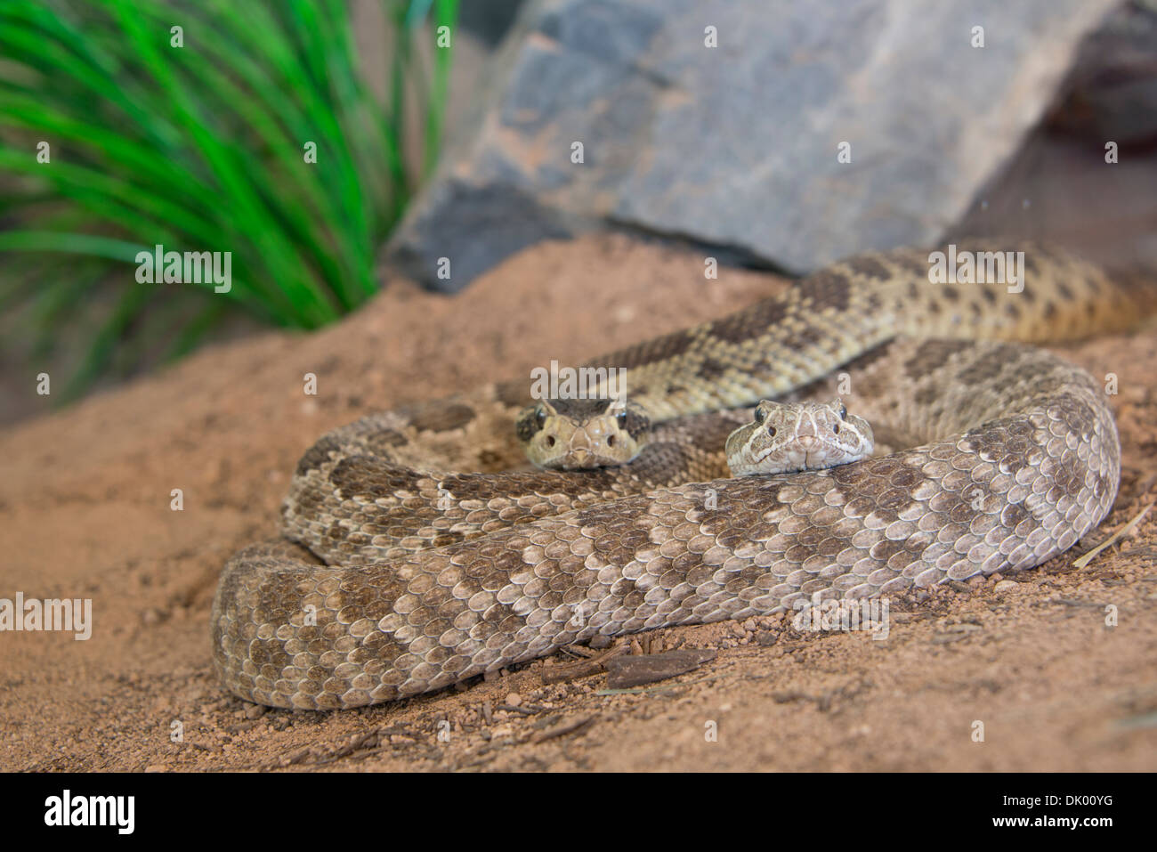 Arizona, Tucson, Saguaro National Park, Sonora Desert Museum ...