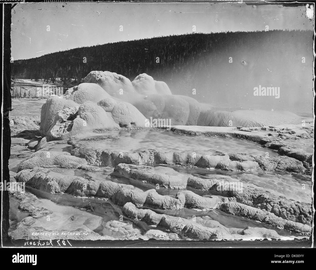 Wildlife attracting Black and White Stock Photos & Images - Alamy